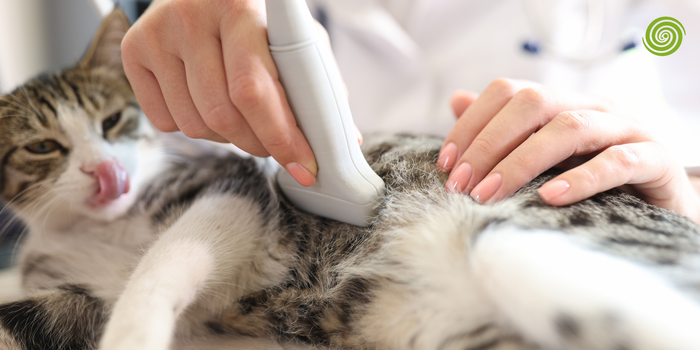Ecógrafo Veterinario: Cómo Elegir y VINNO VET Colombia – GSMED ...